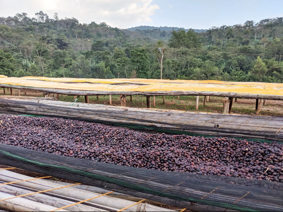 The Line Up – Mighty Valley